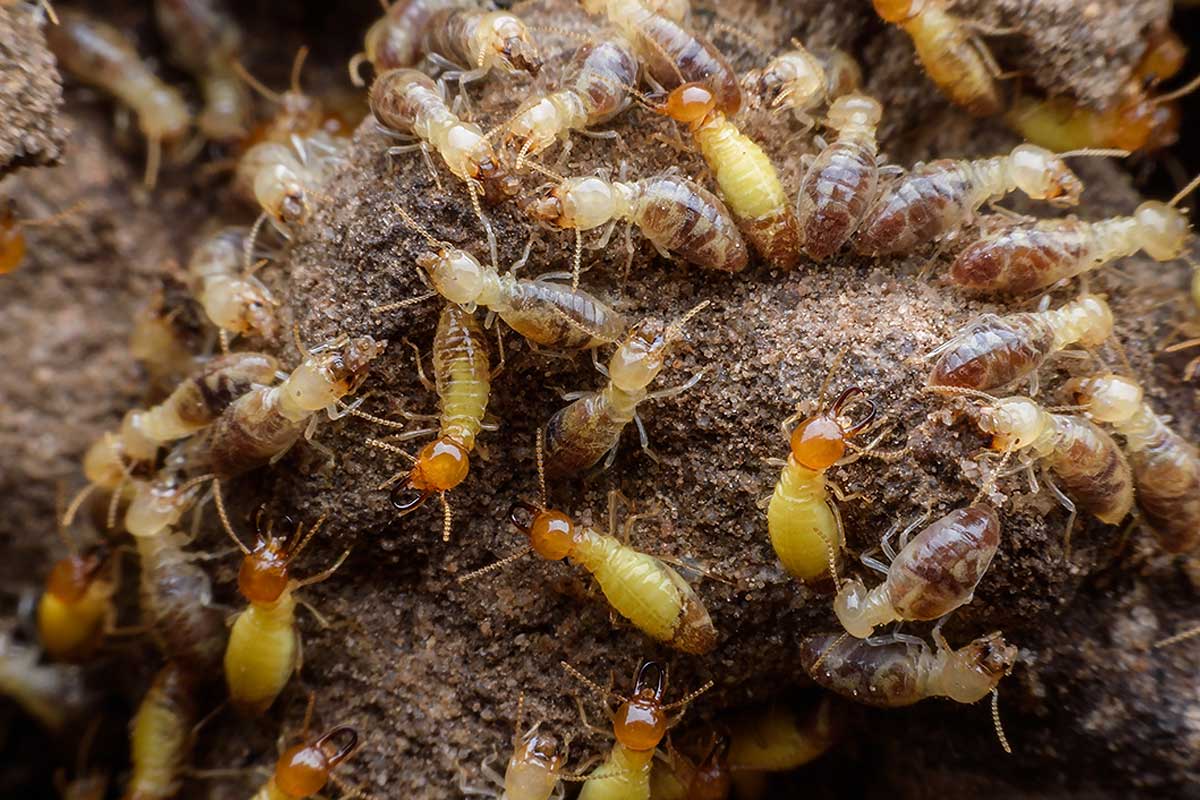 Manejo Ecológico de Plagas